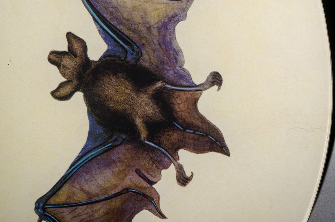 Bat Plate | Hieronymus Objects