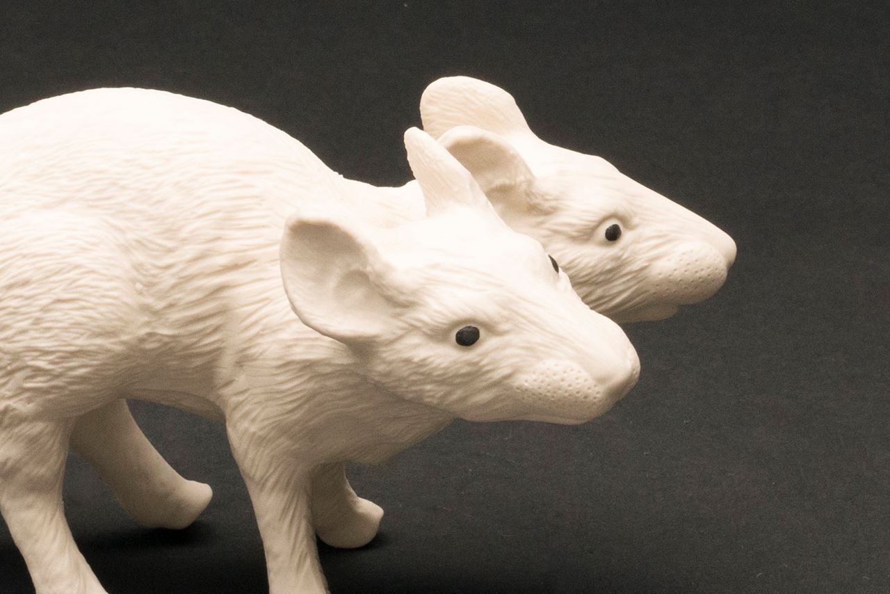 Two Headed Rat | Hieronymus Objects