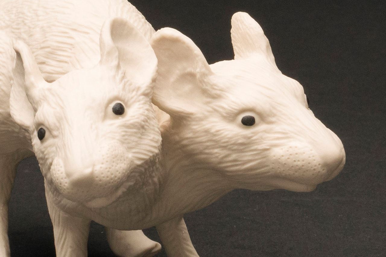 Two Headed Rat | Hieronymus Objects